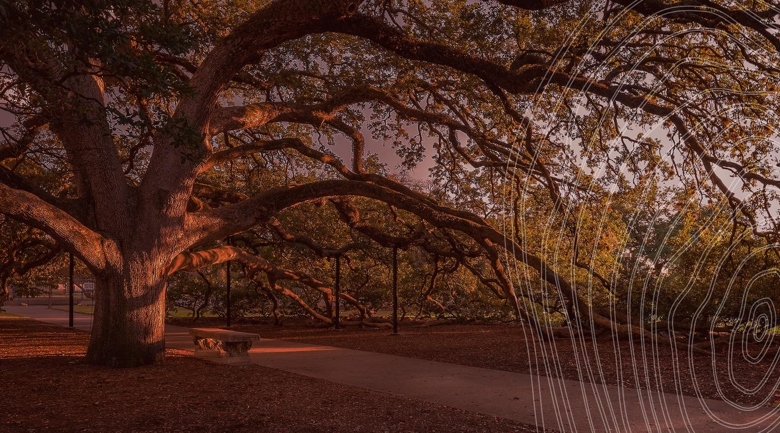 Introducing Rollo Wealth Management | Rollo Insurance Group